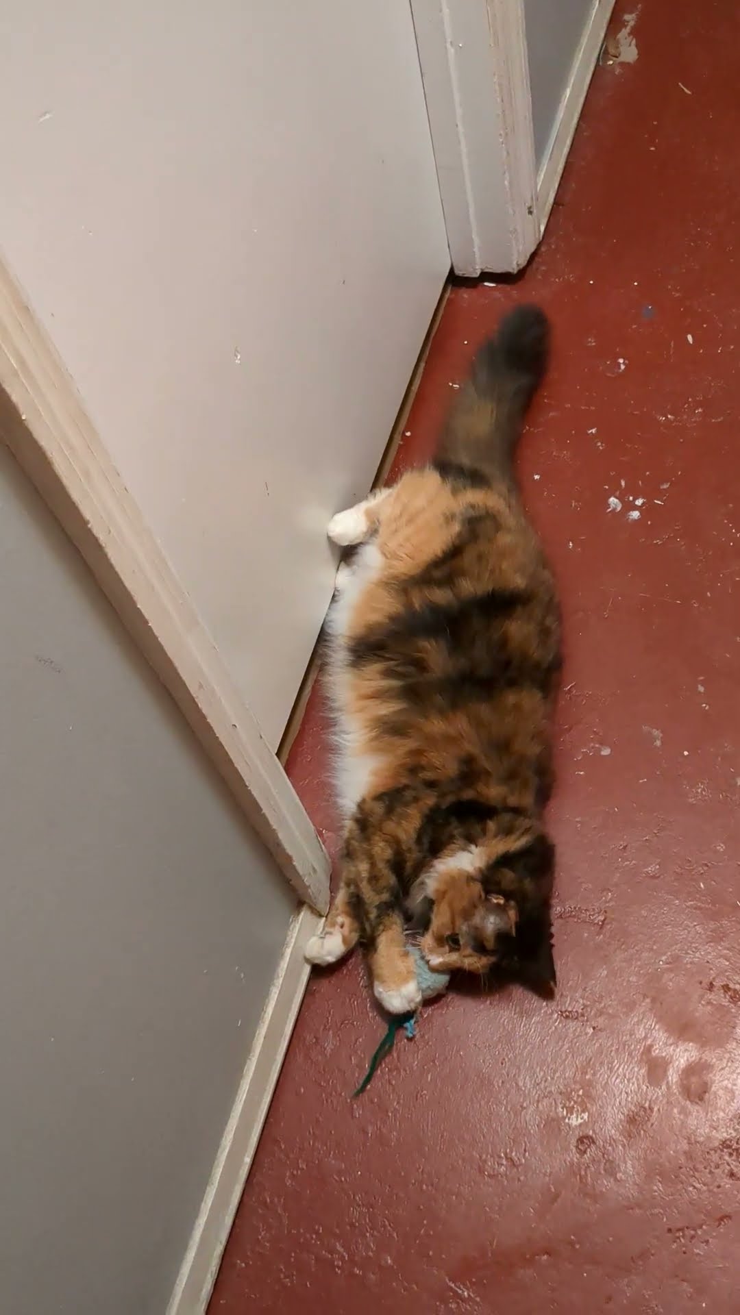 Sunday morning polka cat. #cat #calico #observethecalico #cute # ...