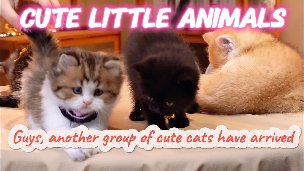 cute little animals | Happy cats, they are so happy...... - YouTube