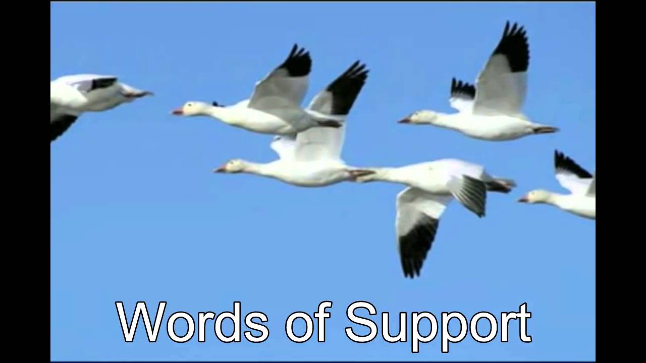 Lessons of the Geese - YouTube