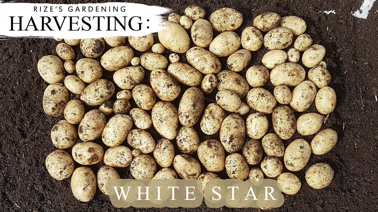 First Time Harvesting White Star Potatoes!(Improved Potato Variety!) - 100 days - YouTube