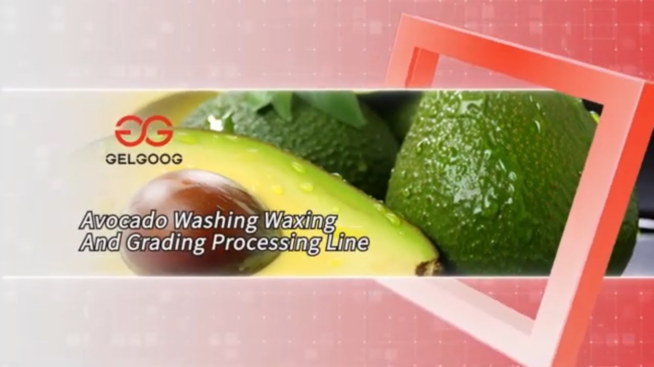 Avocado Cleaning, Waxing and Grading Line, Avocado Processing Plant - YouTube