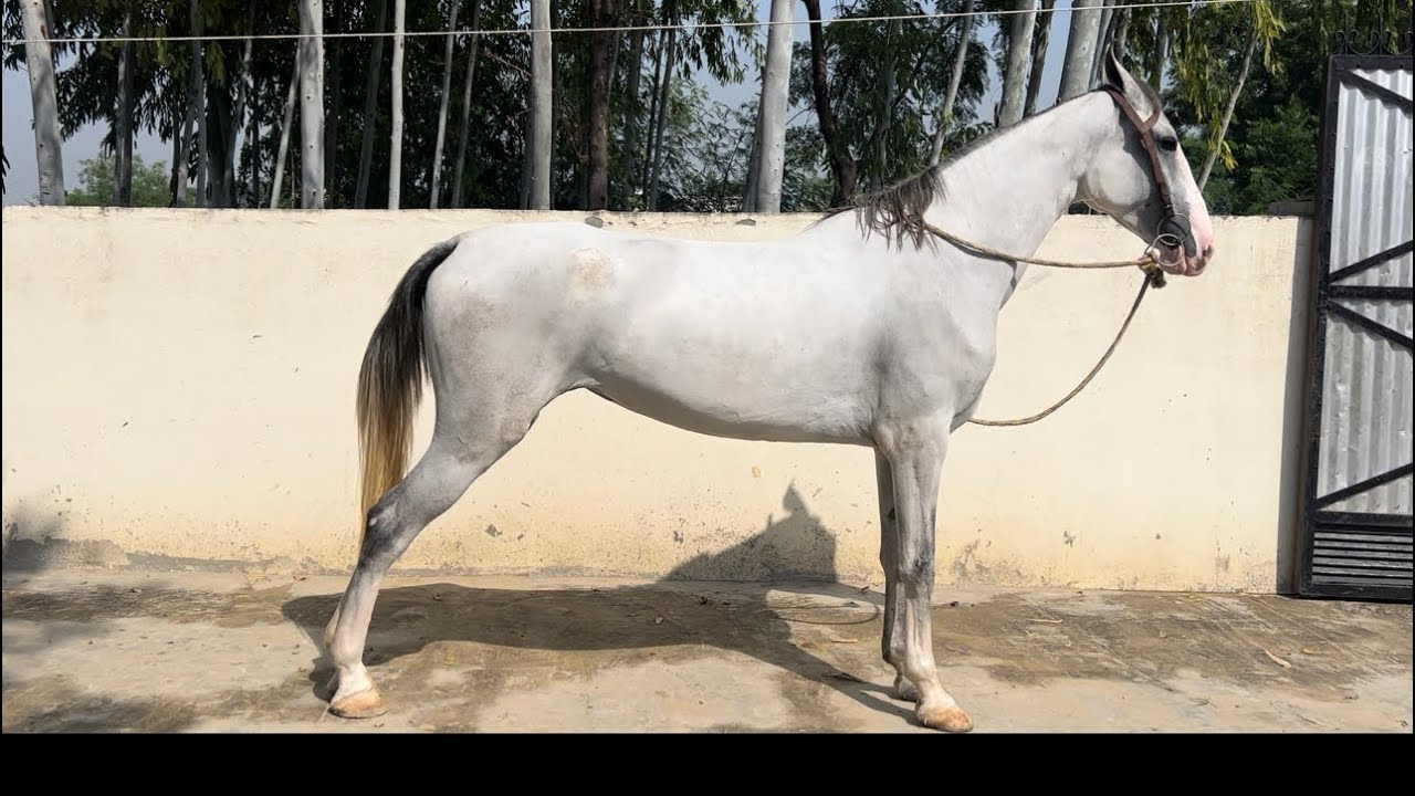 ਇੱਕ ਚੰਬੀ ਘੋੜੀ ਵਿਕਾਉ….for sale ghori (7307379352) - YouTube