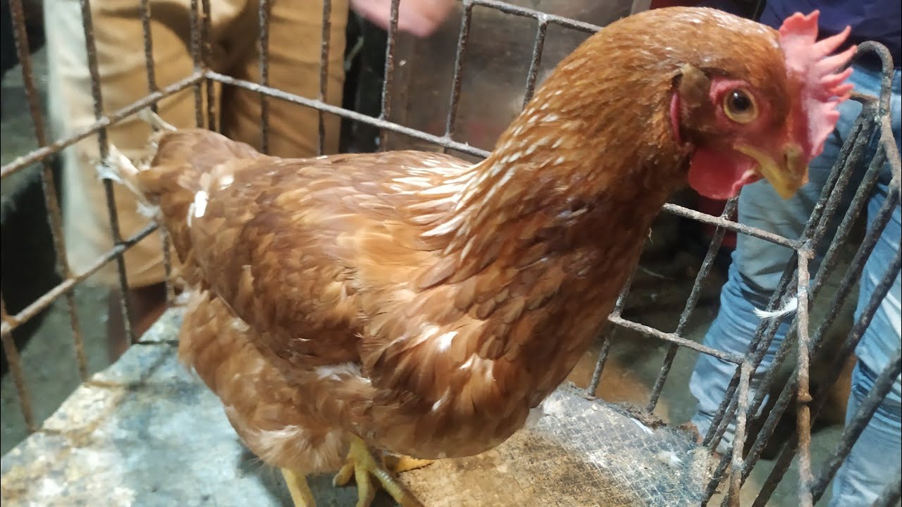 Amazing Chicken Cutting Skills In Chicken Market. - YouTube
