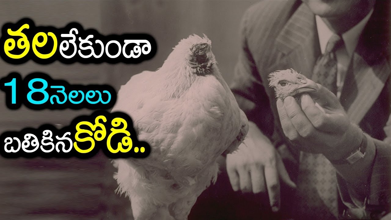 తల లేకుండా 18నెలలు బతికిన కోడి | Miracle : Mike The Headless Chicken ...