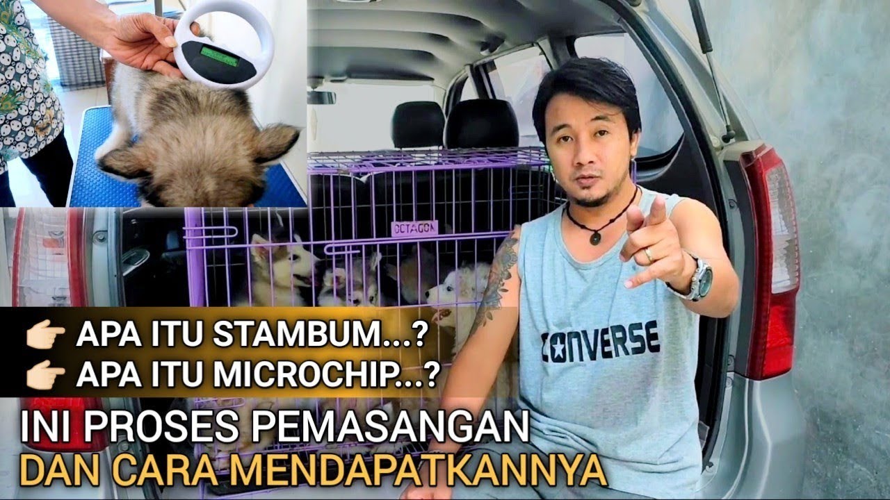 MUDAH DAN CEPAT ! Proses mendapatkan STAMBUM DAN MICROCHIP untuk anjing ...