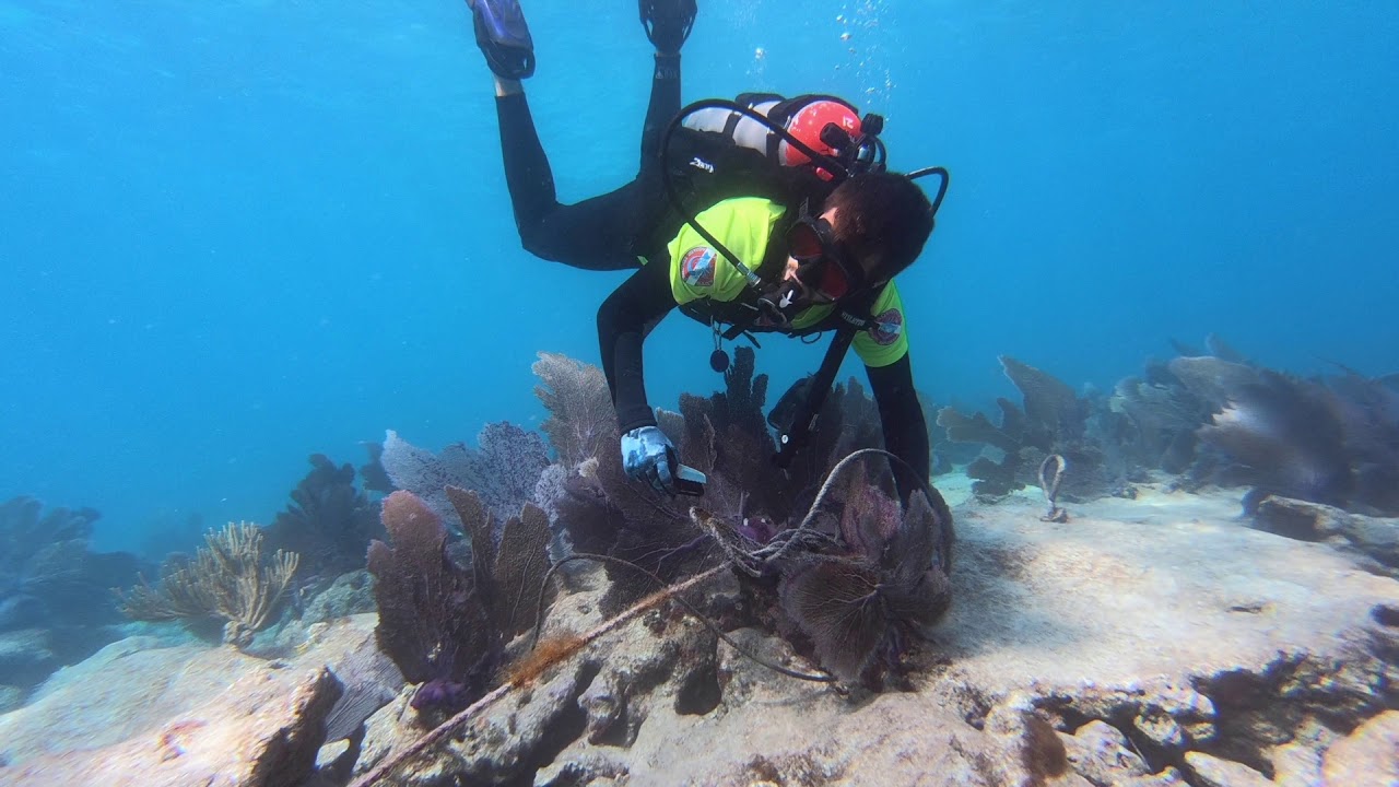 Aquanauts Scuba Academy & Adaptive Scuba Programs - Maritime Heritage ...