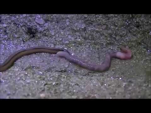 ngeri. pacet versus cacing - YouTube