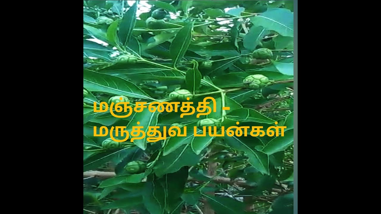 மஞ்சணத்தி – மருத்துவ பயன்கள் / MANJANATHI BENEFITS IN TAMIL - YouTube