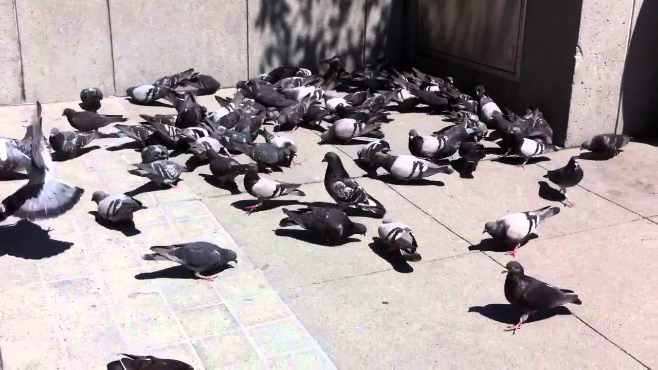 Pigeons swarming - YouTube
