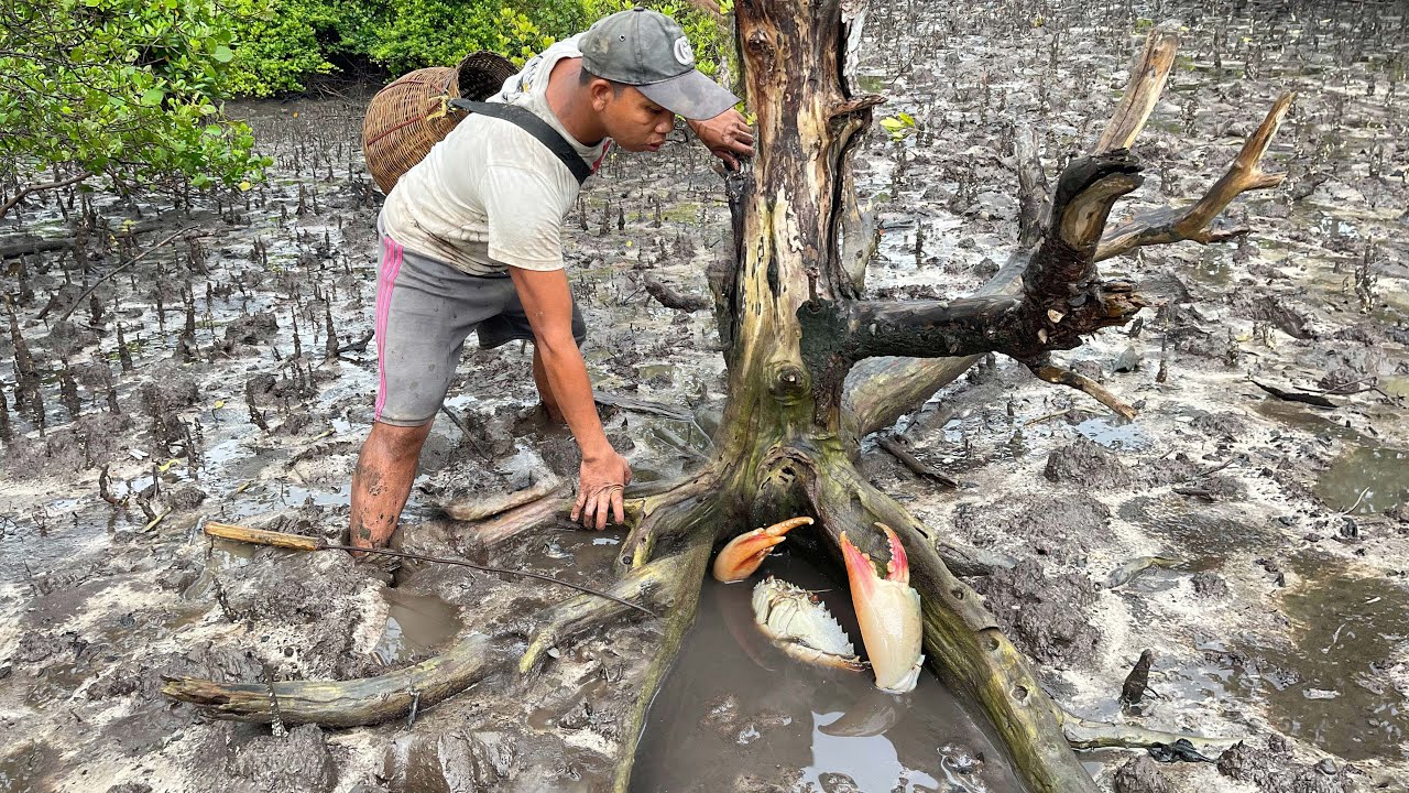 Amazing Catch Huge Mud Crabs at Swamp after Water Low Tide - YouTube