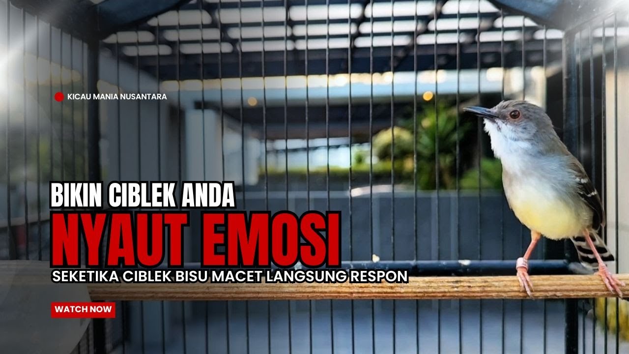 Burung Ciblek SEMI Gacor NGEBREN Untuk Pancingan Ciblek dan MASTERAN ...