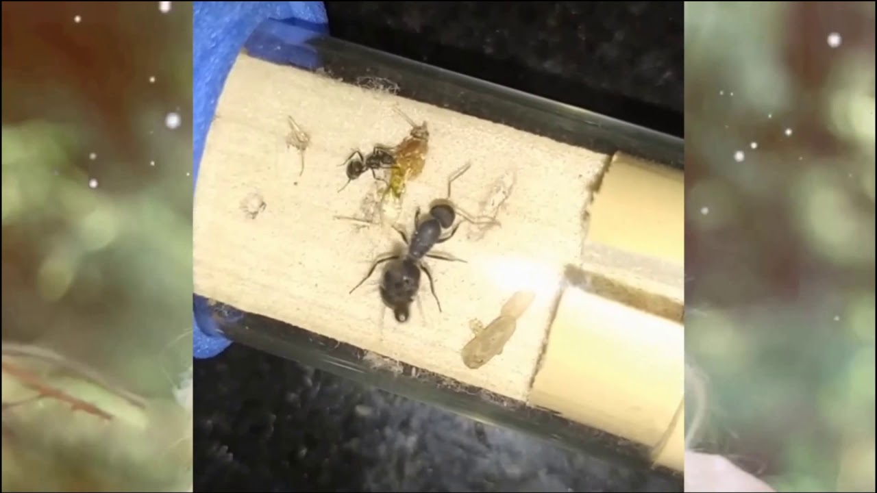 camponotus mus desde 1 dia a 128 dias - YouTube