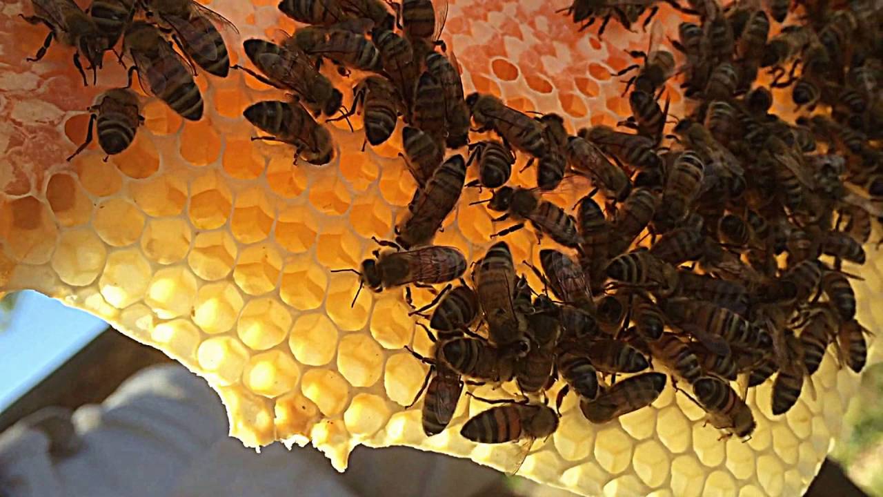 Natural Beekeeping - Kenyan Top Bar Hives - YouTube