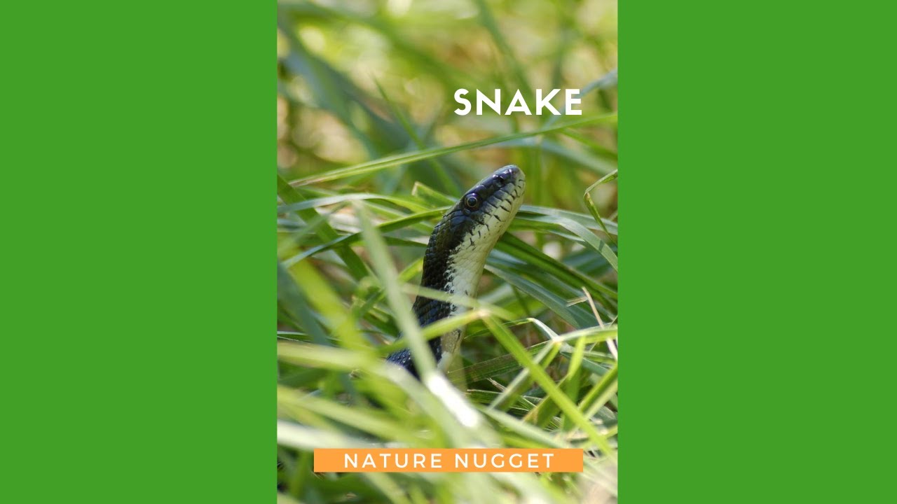 Nature Nugget Snake - YouTube