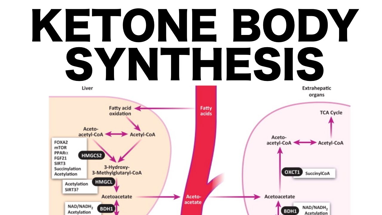 Ketone Body Synthesis - YouTube