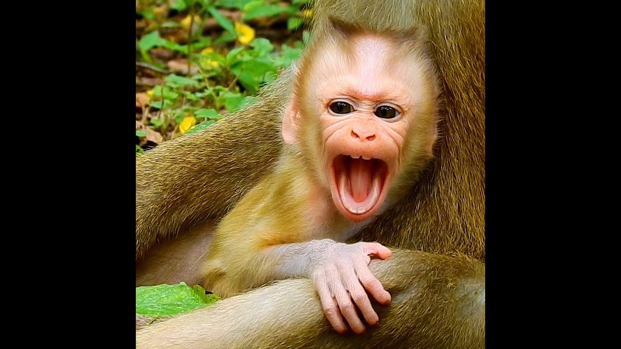 Why little monkey crying like this? - YouTube