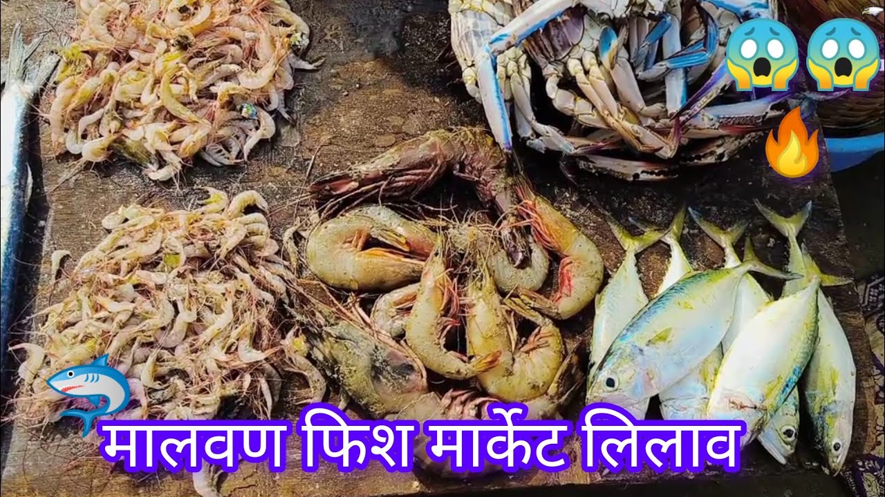 malvan fish market latest video😱😱🦈🦈🔥/मालवन फिश मार्केट लिलाव/malvan ...