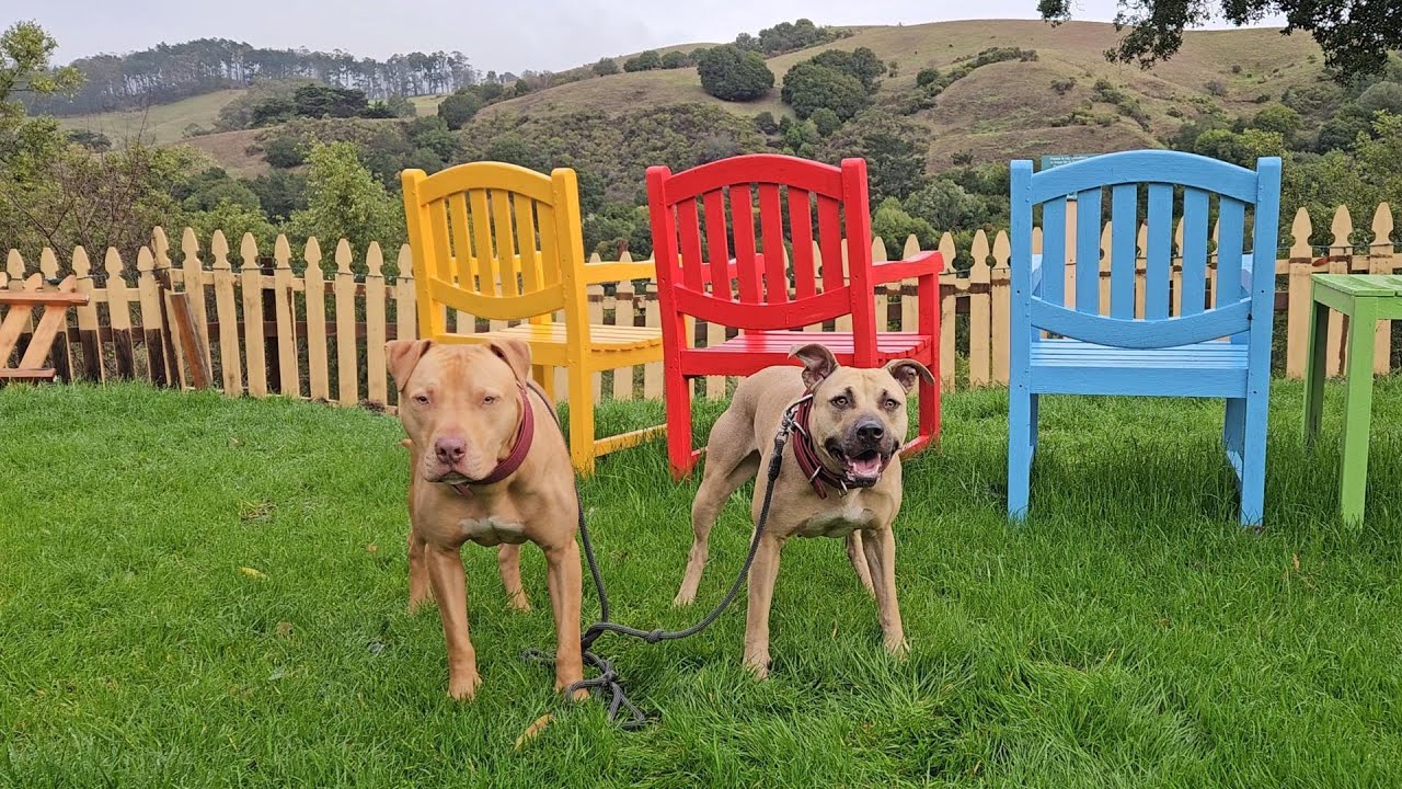 Merry Christmas MayDay Machobuck Pit Bulls! All Amor APBT'S :) - YouTube