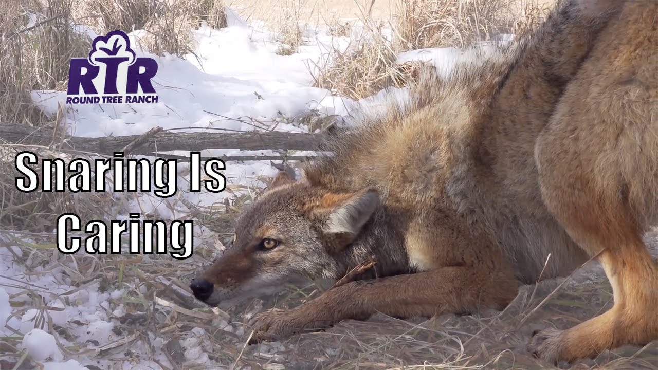 Snaring Bait Piles - Kansas Trapping Ep 1 - YouTube