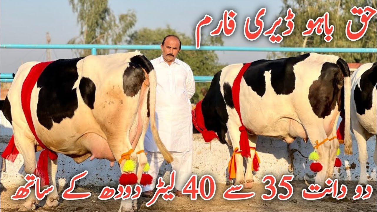 Haq Bahoo Dairy Farm | Australian cows | Jersey cows | Cross cows - YouTube