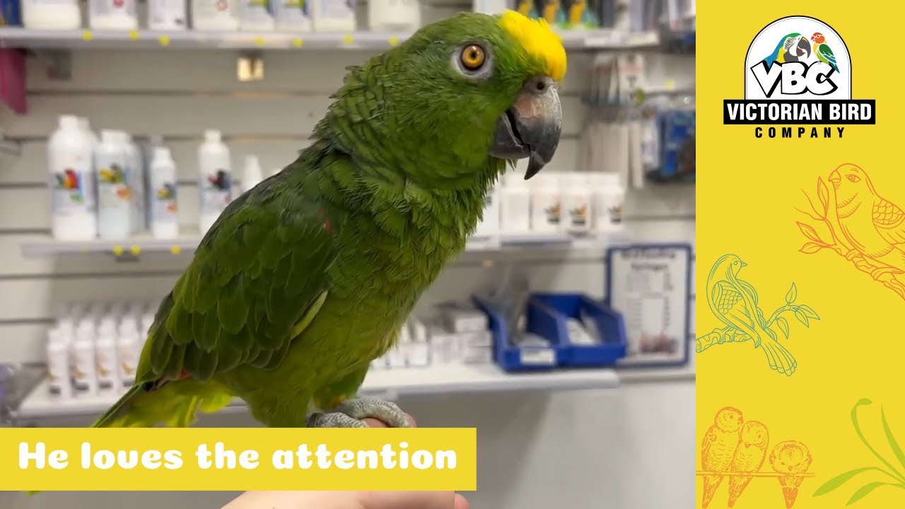 Talking Yellow-Crowned Amazon Parrot | Victorian Bird Co - YouTube