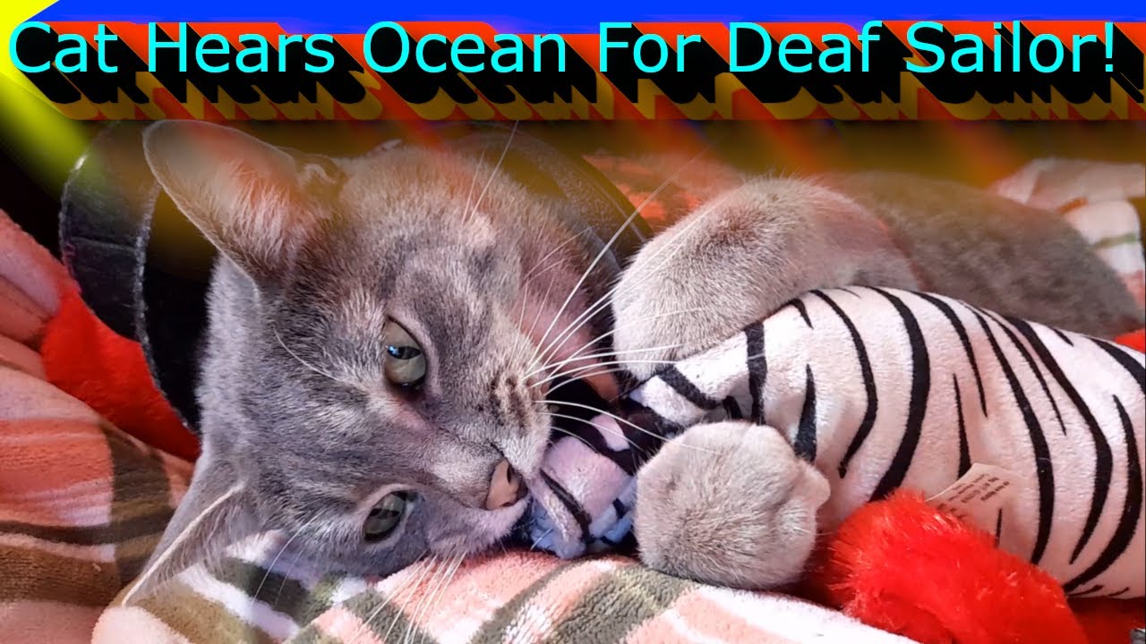 Cat Hears Ocean For Deaf Sailor! - YouTube
