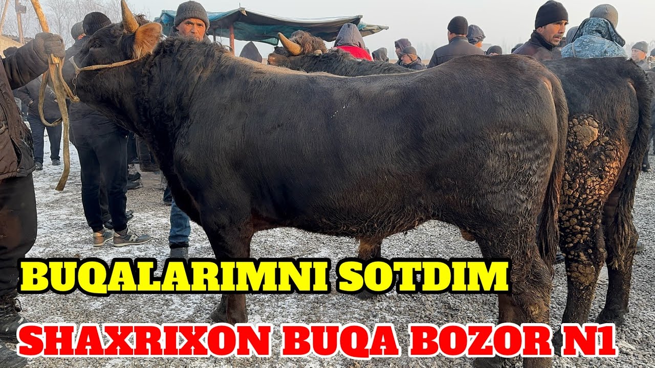 SHAXRIXON XOLDONBEK MOL BOZORI BUQA NARXLARI OʻZIMNI BUQALARIMNI SOTDIM ...