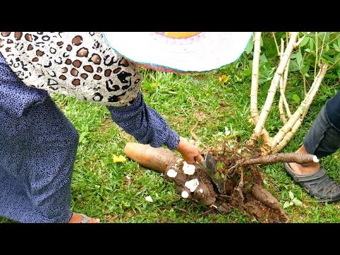 COOKING AUTHENTIC MALAY FOOD in PERLIS- Malay Village Cooking | Food and Travel Channel | Malaysia