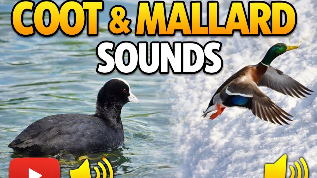 Coot & Mallard Duck Sounds | #huntingsounds #Mallardduck - YouTube