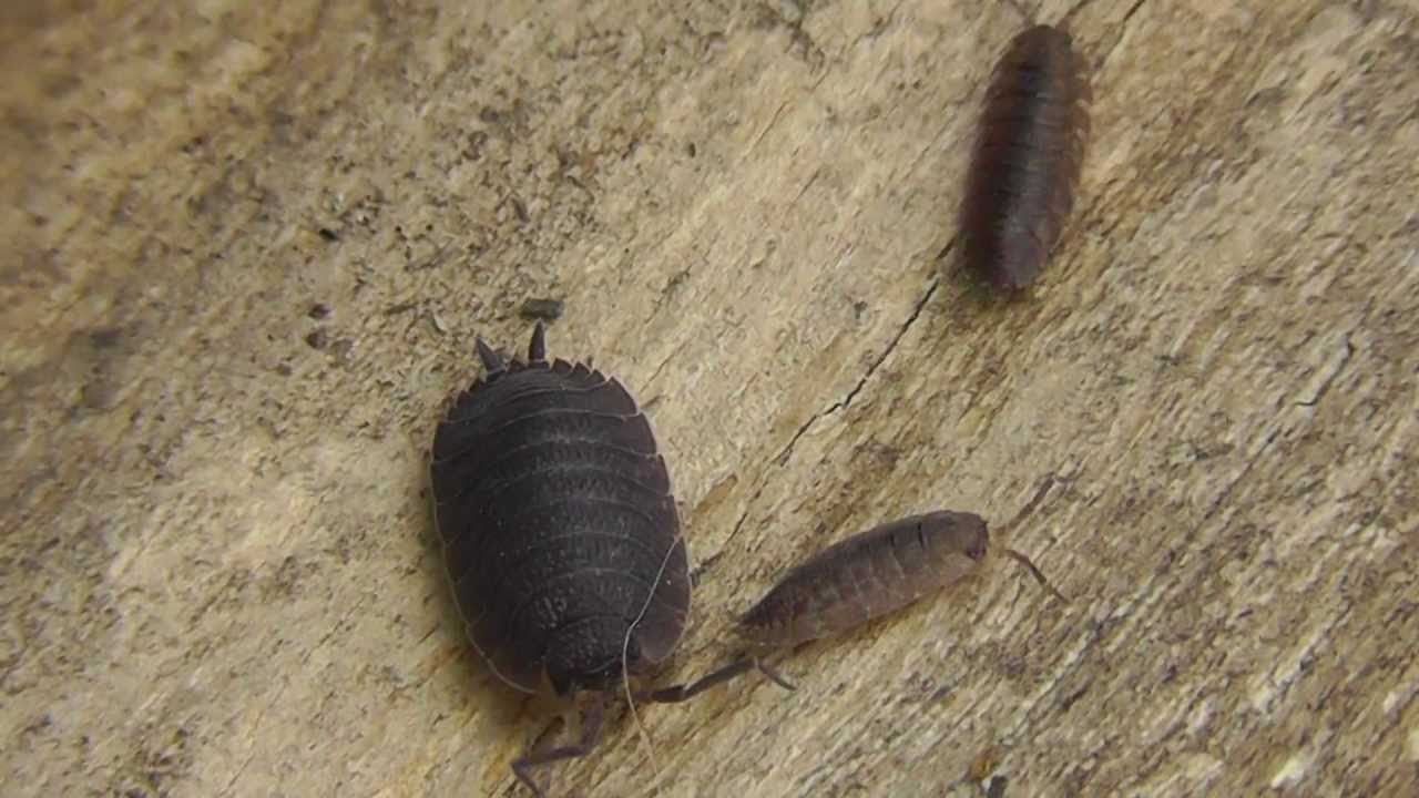 NATURE in HD - Natura w HD - z bliska - ARMORED WORMS - pancerne robaki ...