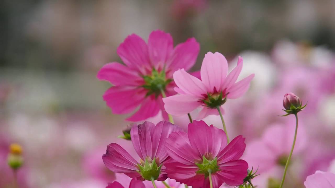 바람에 흔들리는 코스모스 (Common cosmos) - 광교중앙역 - YouTube