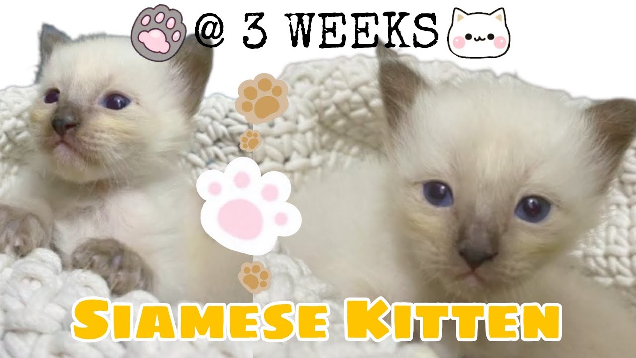 3 WEEK OLD SIAMESE KITTEN 🐾 - YouTube