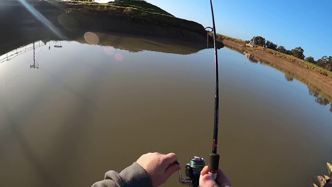 Small Murray cod from channel #1 - YouTube