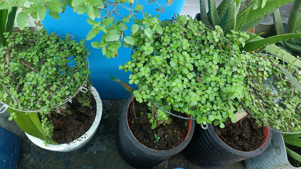 POOJA GARDEN is live - YouTube