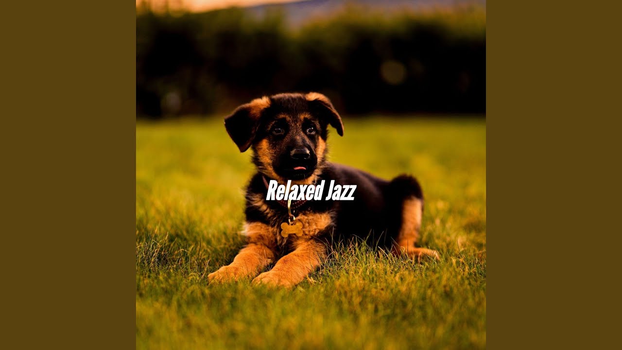Paradise Like Piano Duo and Alto Sax - Vibe for Classy Pups - YouTube