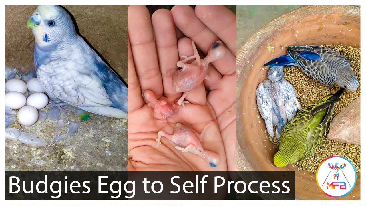 3 Budgies Chicks Growth Stages Egg To Self Growth Process Time lapse ...