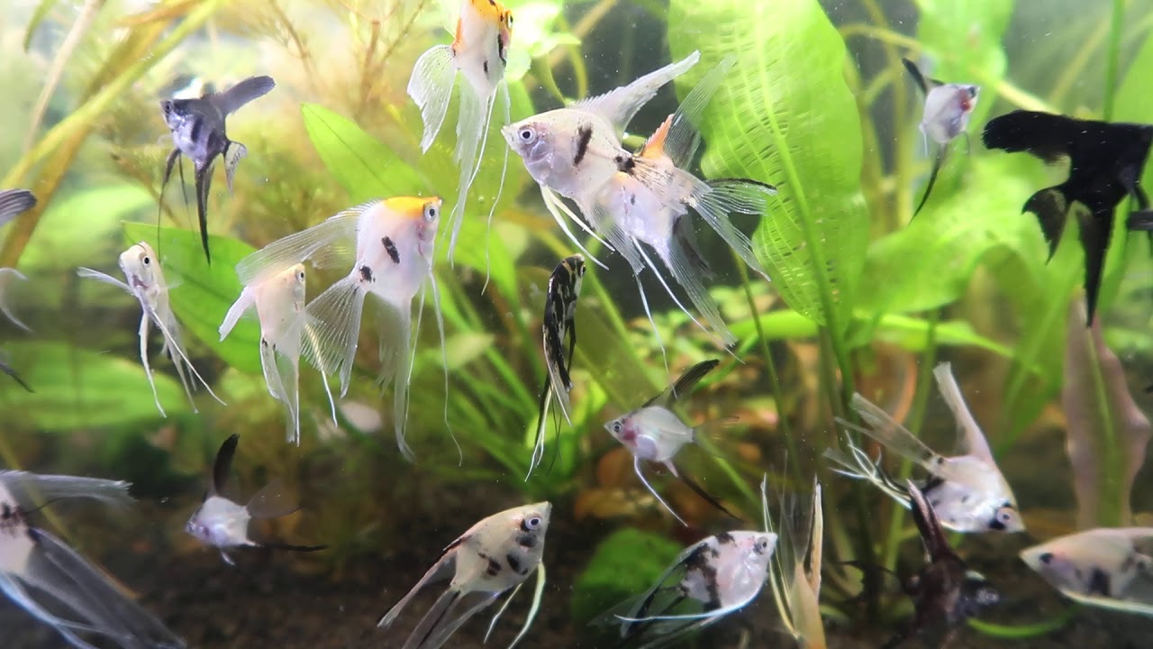 Long Fin Angelfish, All 20% Discount, Free Overnight Shipping on $150 ...