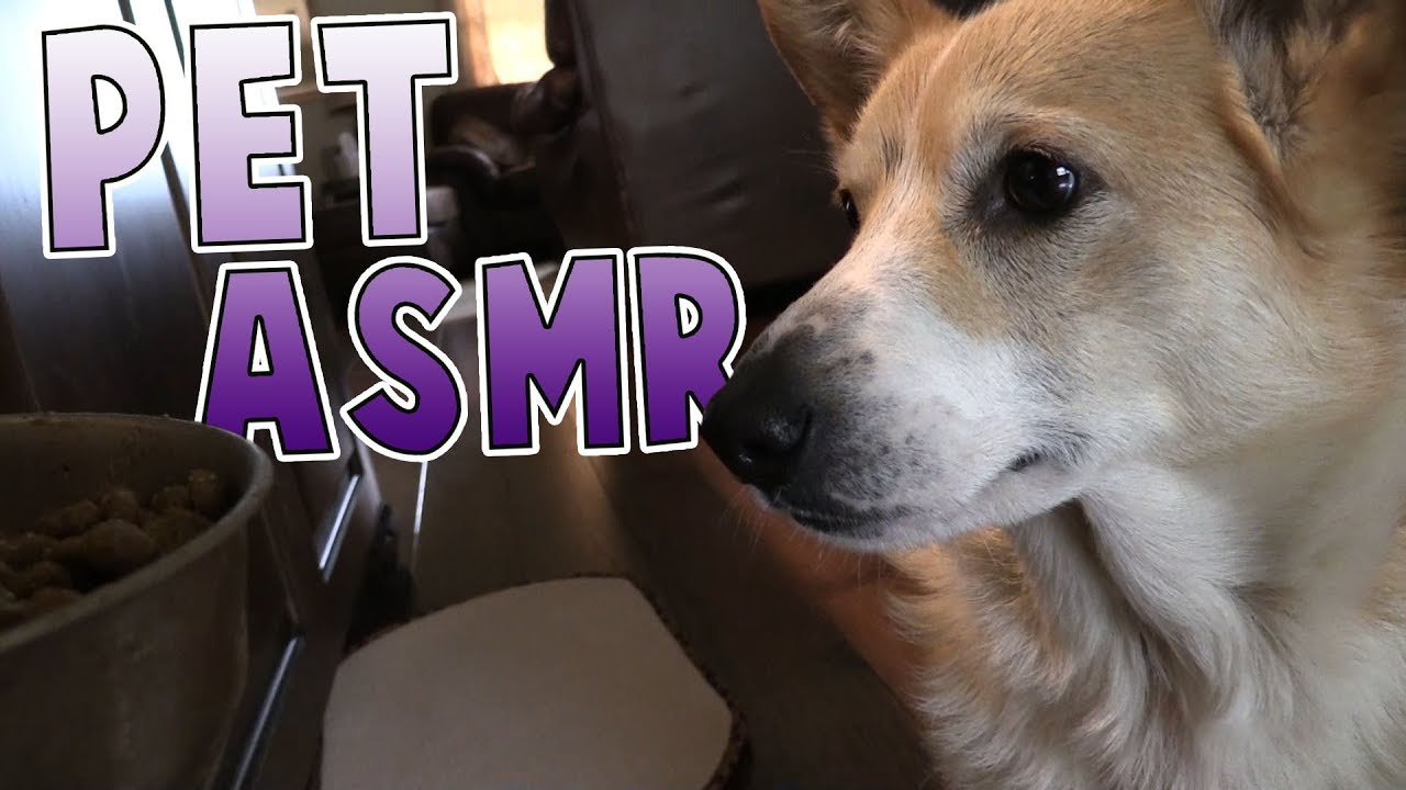 Puppy Pet Eating ASMR Quality Content - YouTube