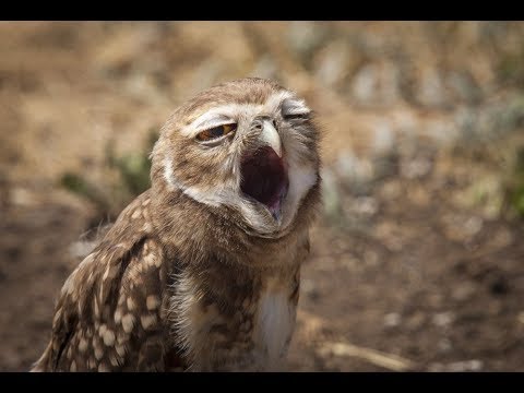 Why do owls yawn - YouTube