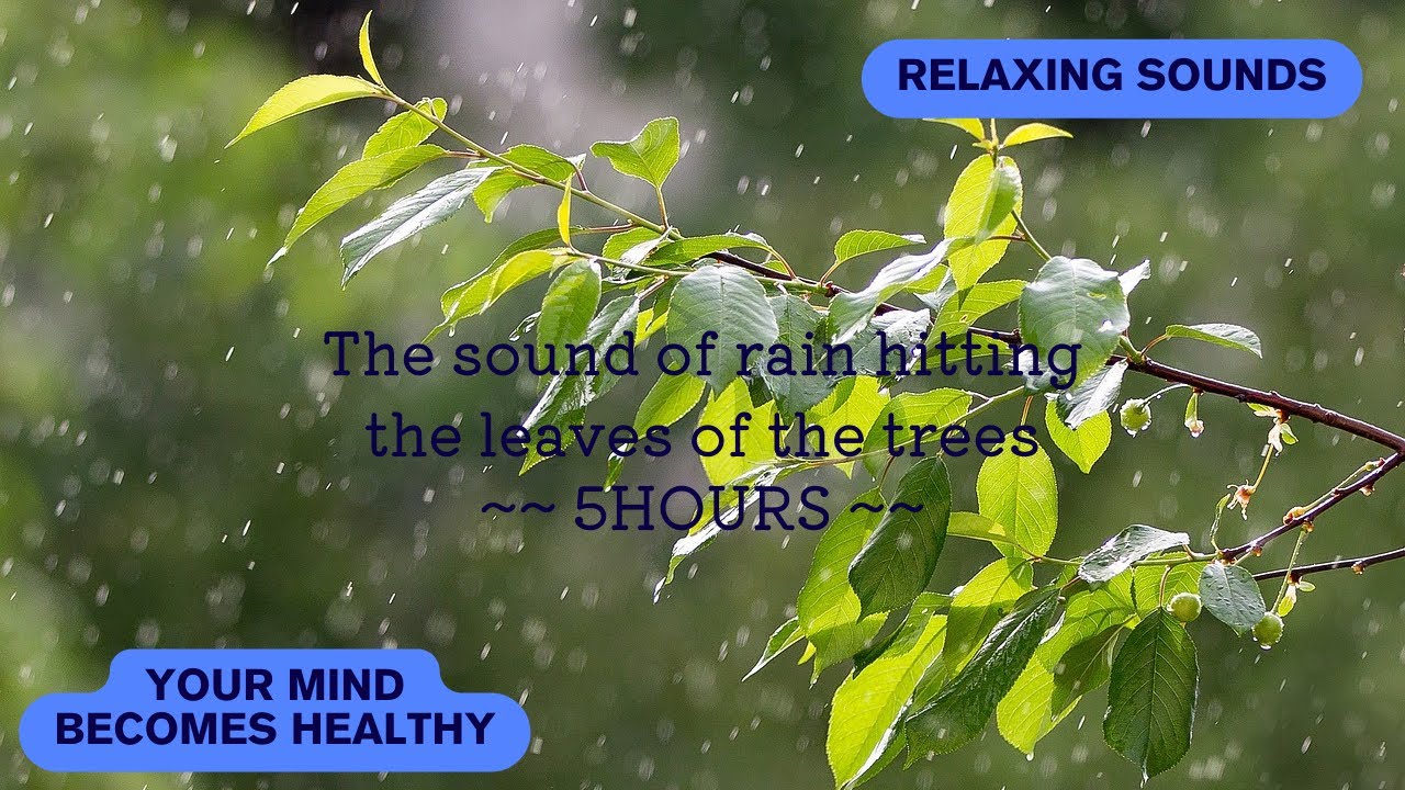 【Relaxing sounds】（5hours）The sound of rain hitting the leaves of the ...