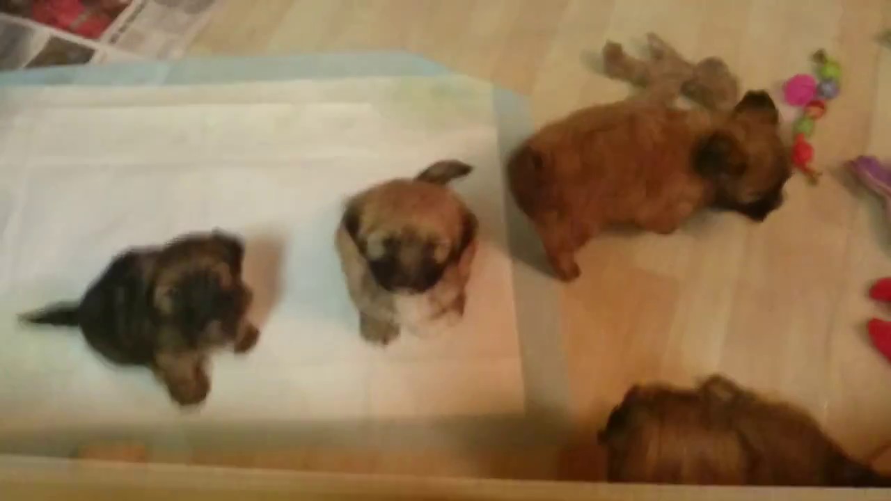 Valpar, 19 feb 2016 - YouTube