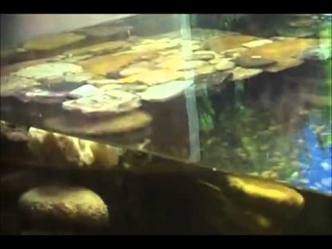 Making a Turtle Cave - YouTube