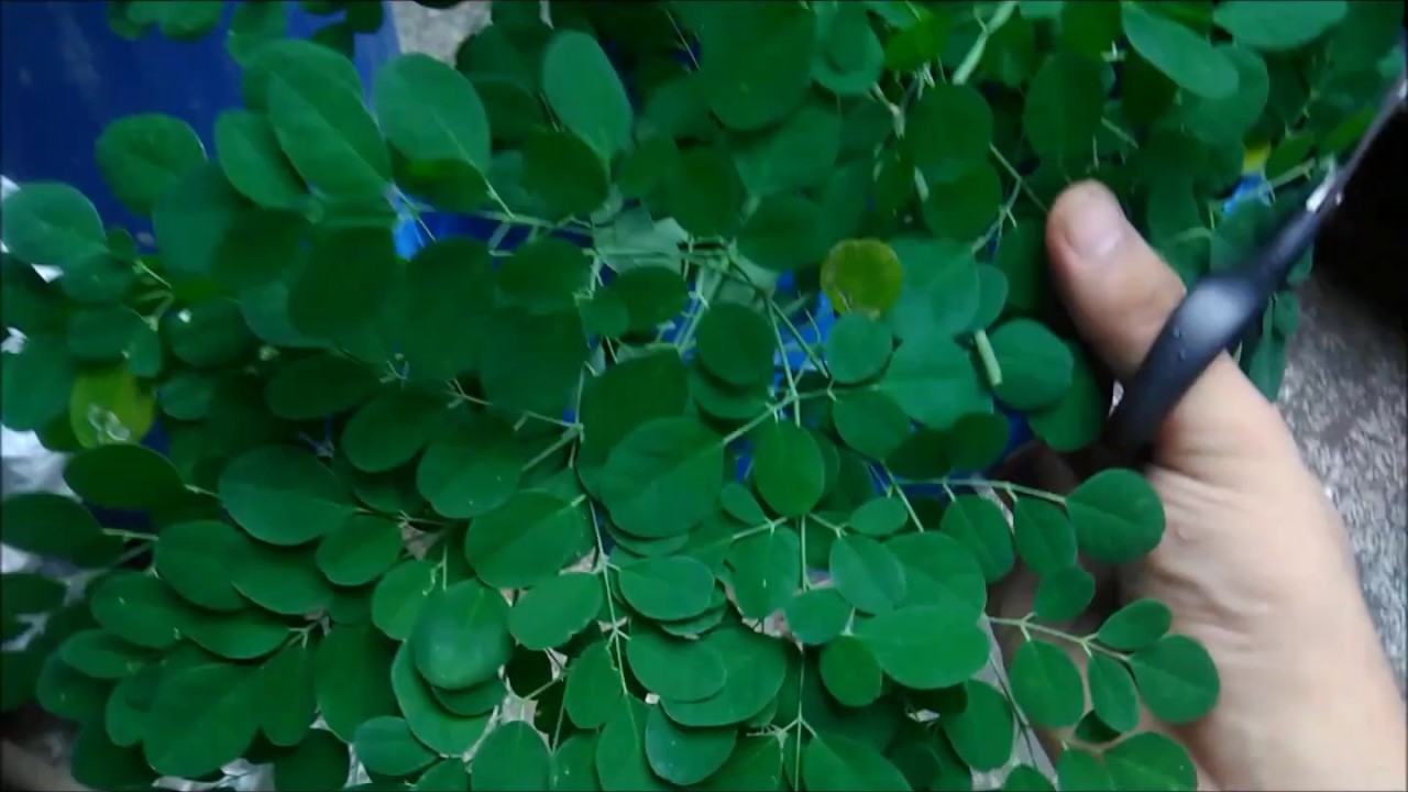 Harvesting moringa leaves - YouTube