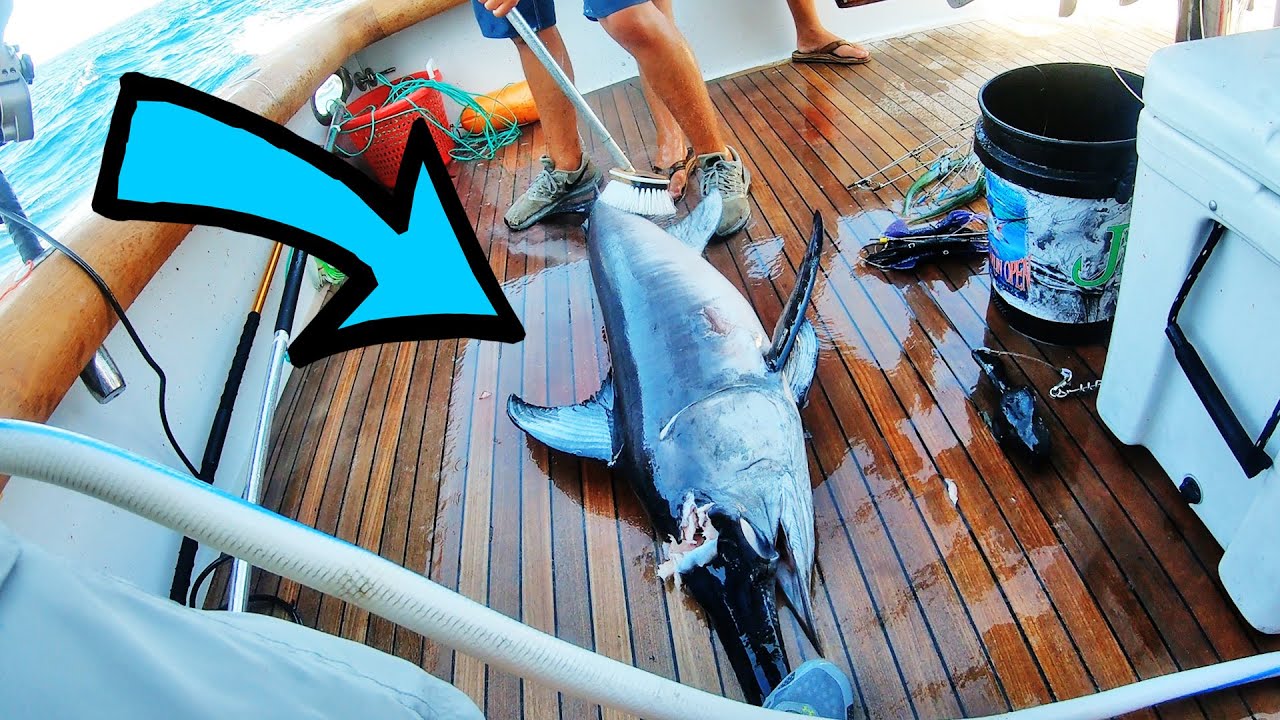 The BIGGEST Marlin Tournament in the World!!! (HUGE Saltwater Fish ...
