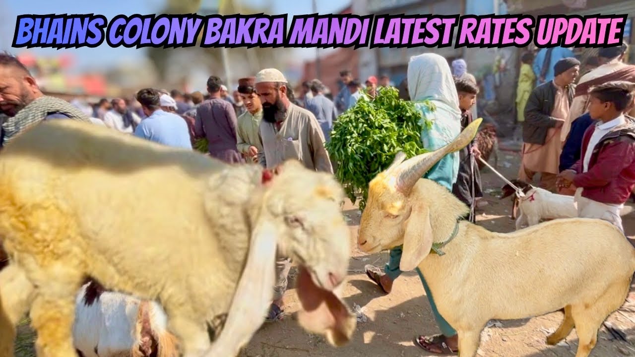 Bhains Colony Bakra Mandi Latest Rate Update February 4, 2026 | Bakra ...