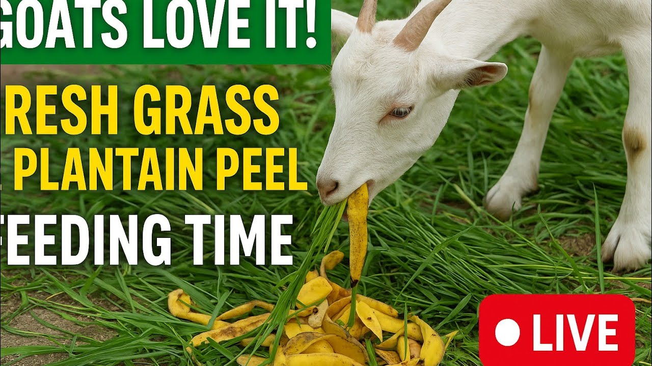 Goats Love It! 🐐 Fresh Grass & Plantain Peel Feeding Time | Natural ...