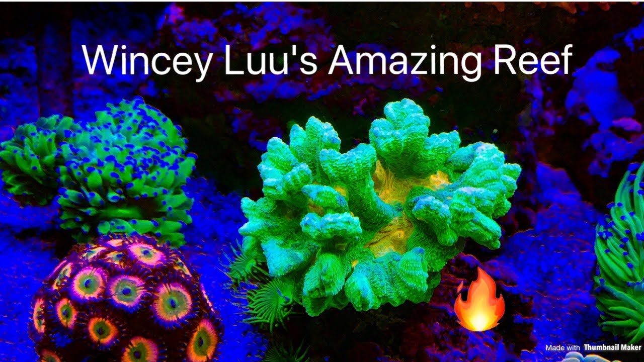 Fellow Reefer And Friend Wincey Luu's Tank Coverage - YouTube