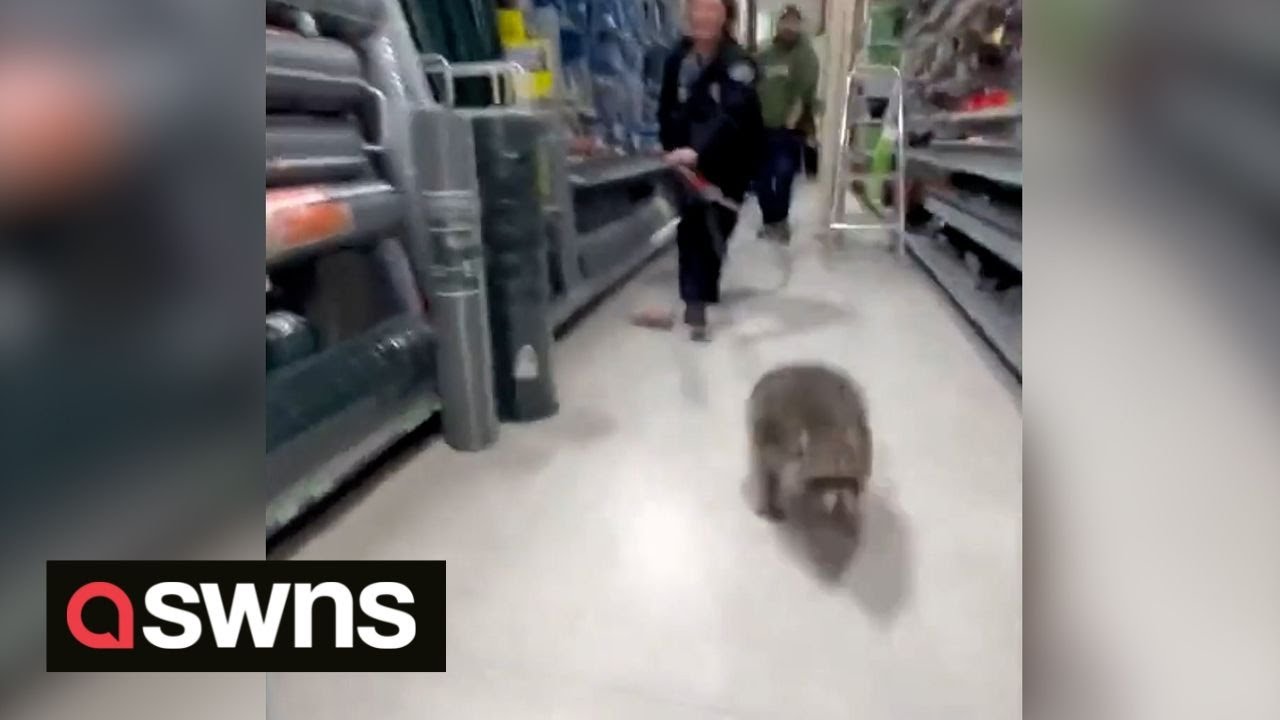 Wild raccoon leads Colorado police on indoor chase after getting STUCK ...