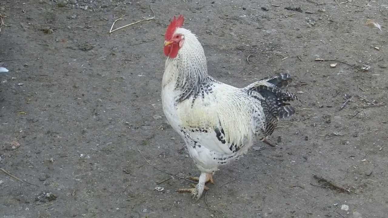 cocosul canta - YouTube