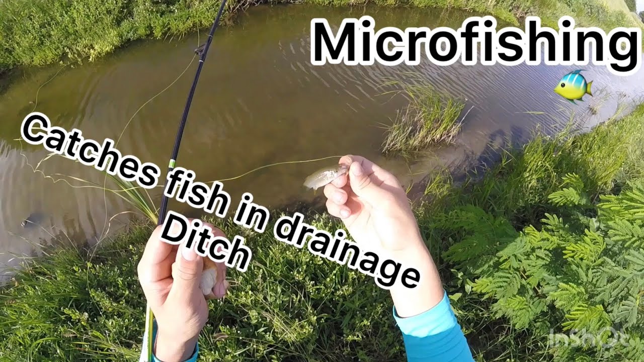 MICRO fishing in drainage ditch FOR TINY FISH!!! - YouTube